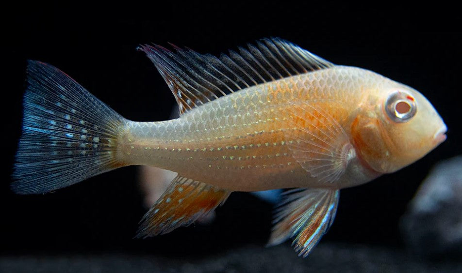 Albino Threadfin Acara – LAS VEGAS EXOTIC FISH