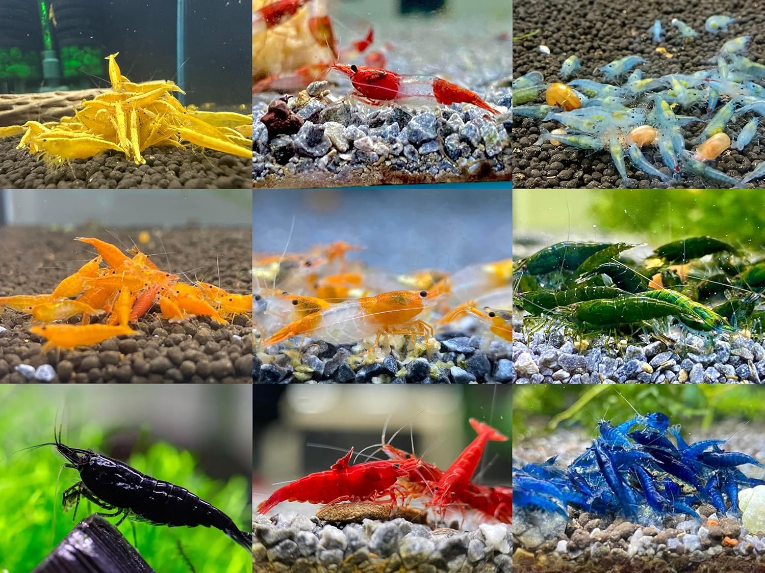 Mix Pack Shrimp (Neocaridina davidi) – LAS VEGAS EXOTIC FISH